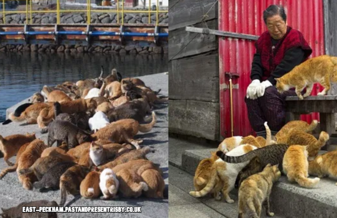 Pecinta Kucing Wajib Tahu Ini 5 Pulau Kucing yang Ada di Jepang